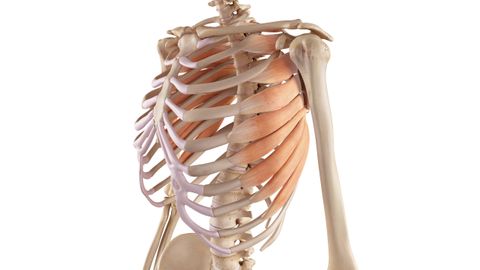 Bench press muscles worked: Here's what happens when you lift that ...