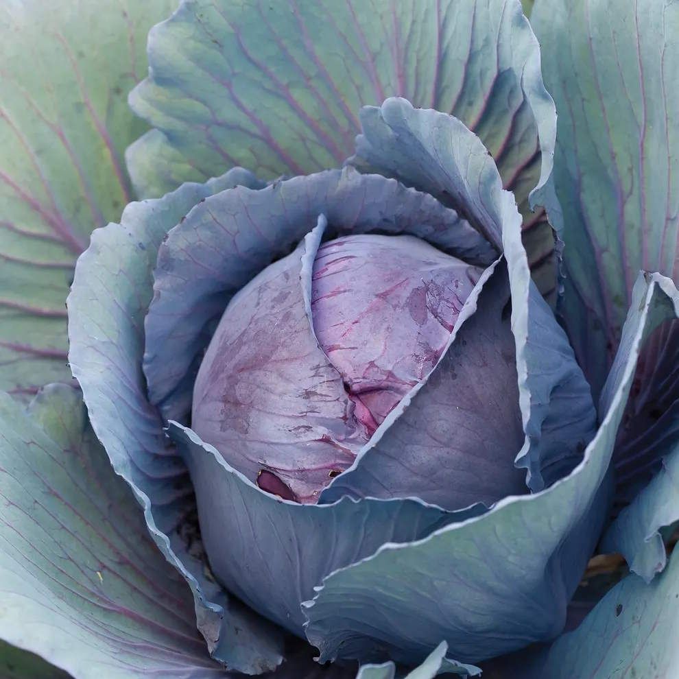 When to plant cabbage in your vegetable garden | Homes and Gardens