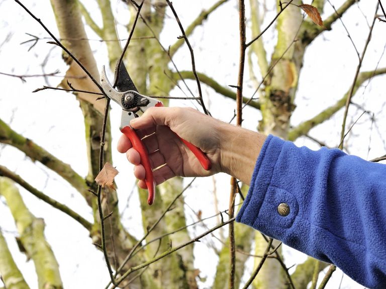 Best Time To Prune Birch Trees - Tips On Pruning Birch Trees ...