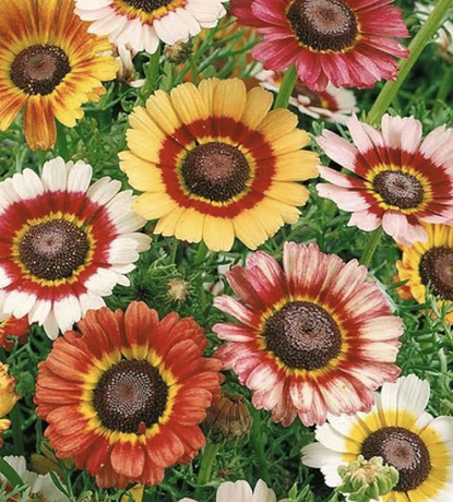 5 plants to plant in September to ensure a blooming backyard | Livingetc