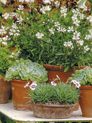 Container gardening for small spaces | Real Homes