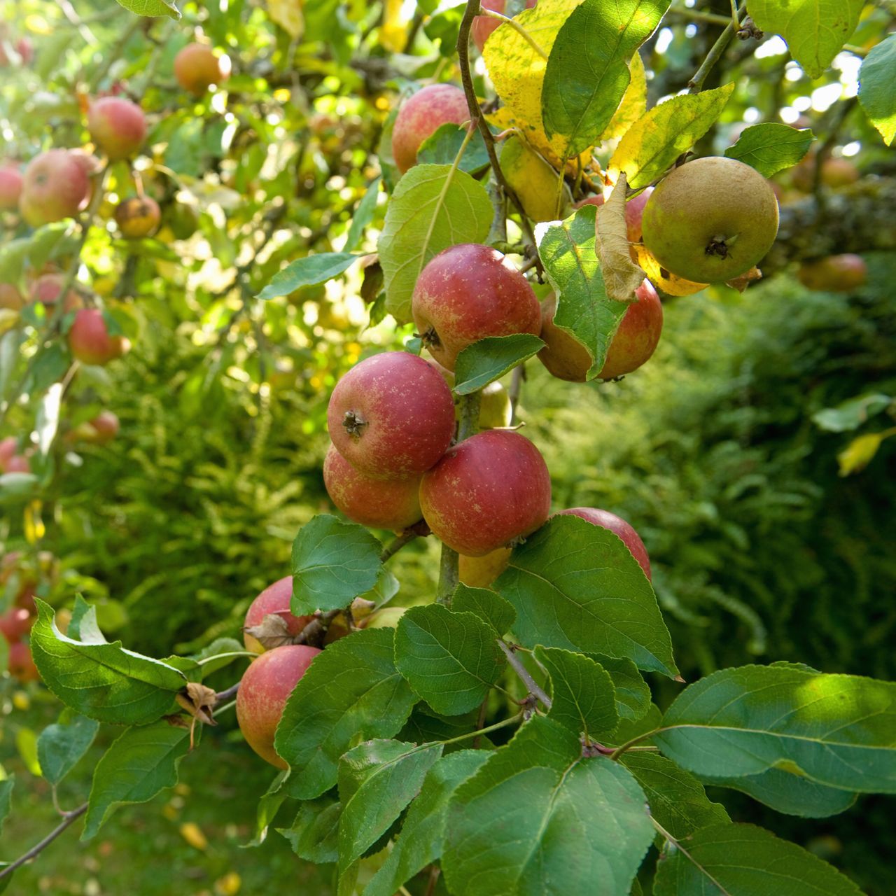 When to prune apple trees — you'll need to act fast | Ideal Home