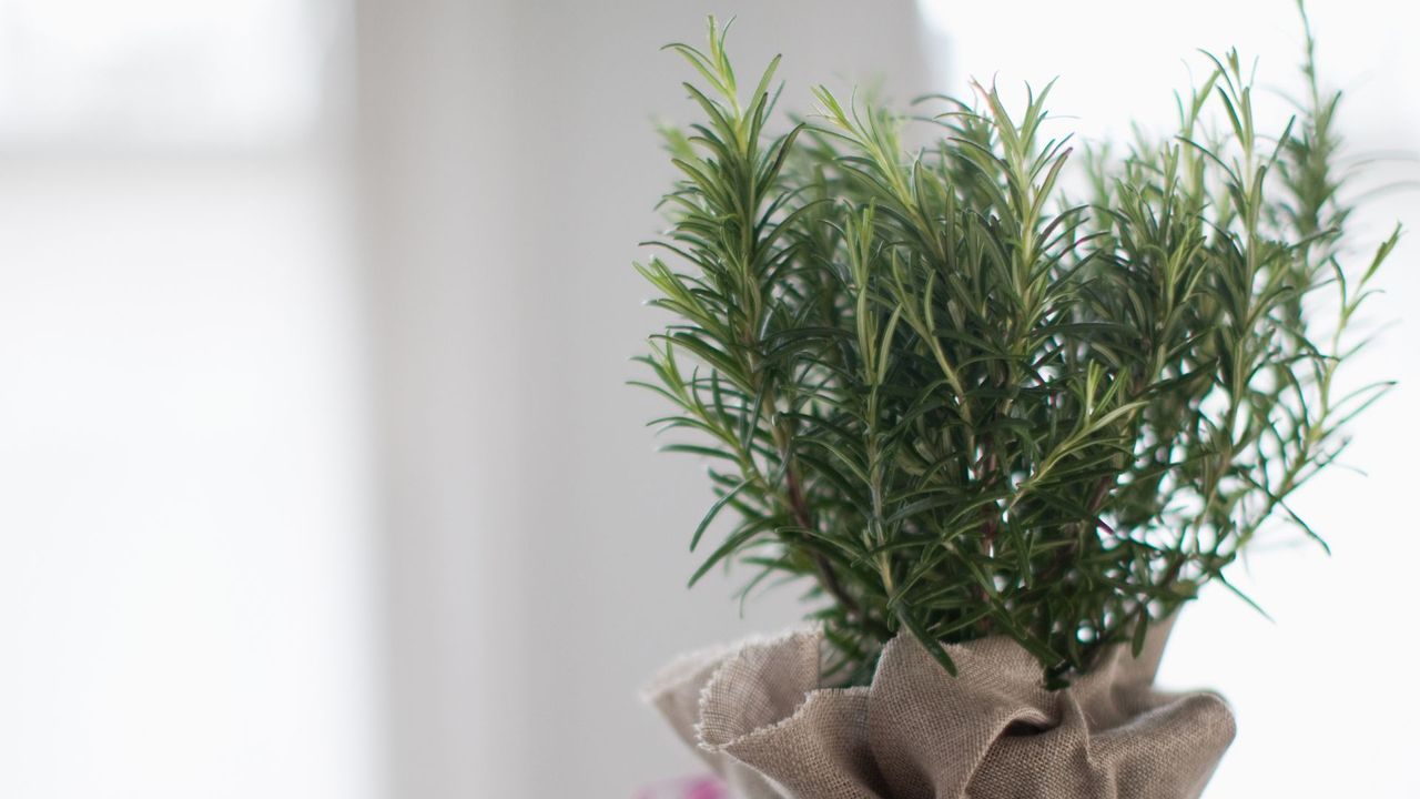 The 33 best indoor plants for your health and wellbeing | Woman & Home