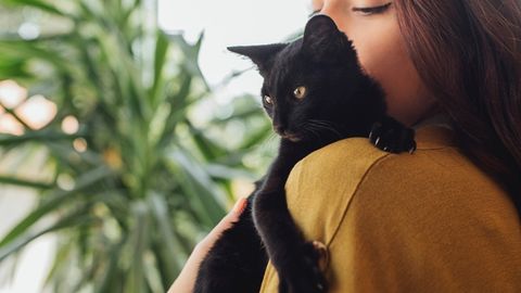 How to pick up a cat correctly | PetsRadar