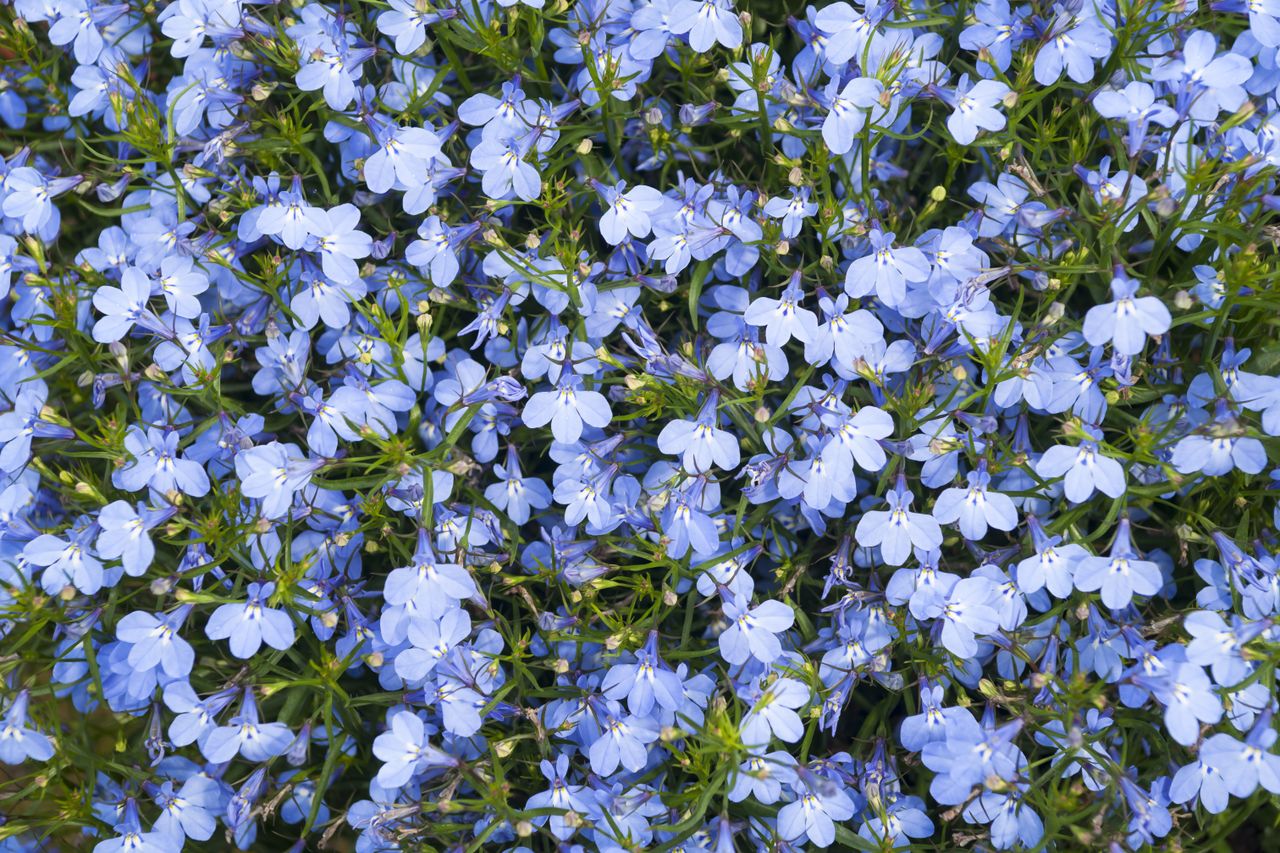 8 Best Filler Plants For Container Gardening - And How to Help Them ...