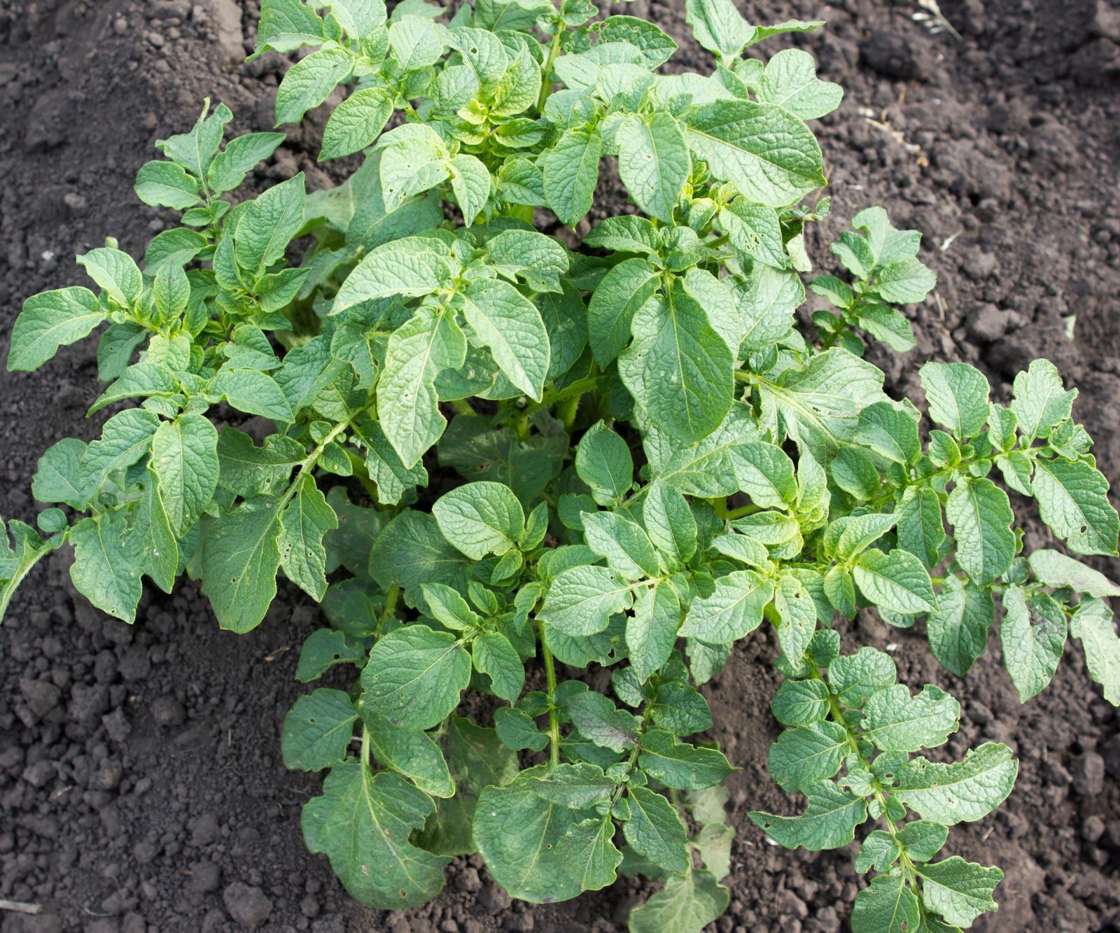 Potato growing problems: common issues and how to avoid them | Homes ...