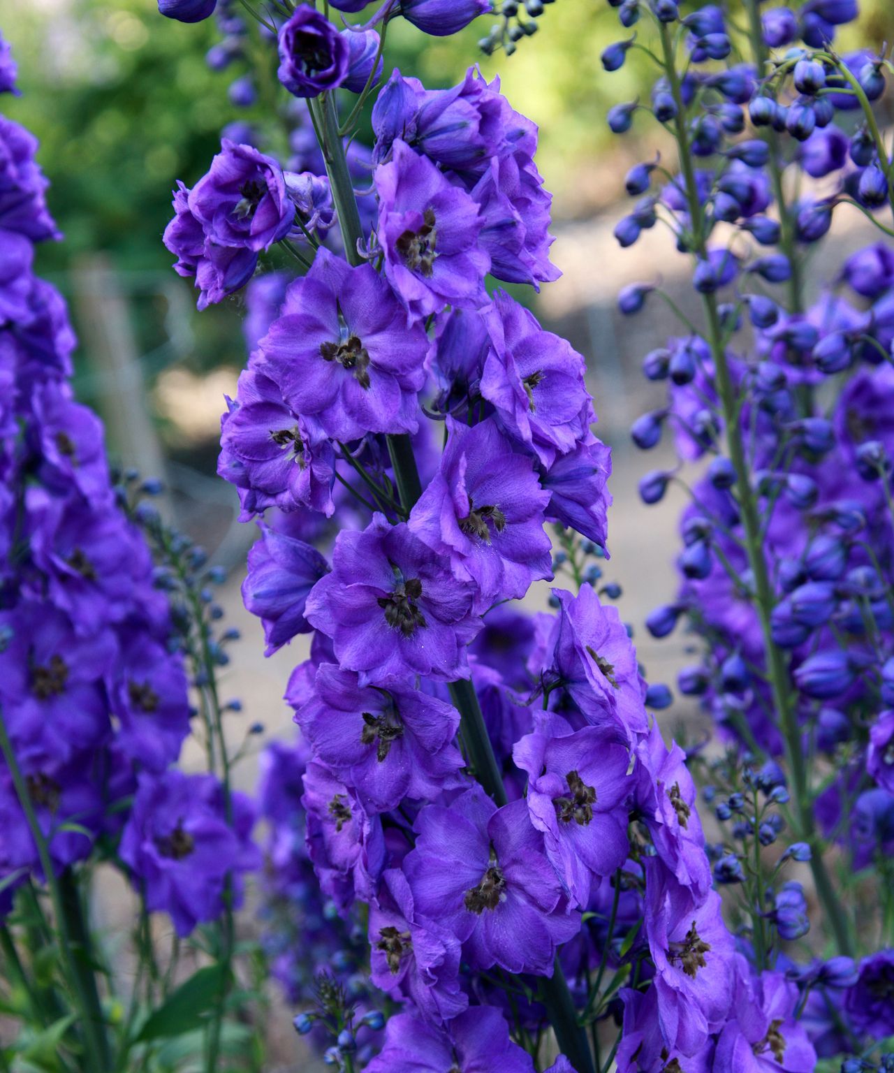 Types of delphiniums: 14 beautiful varieties for your yard | Homes and ...