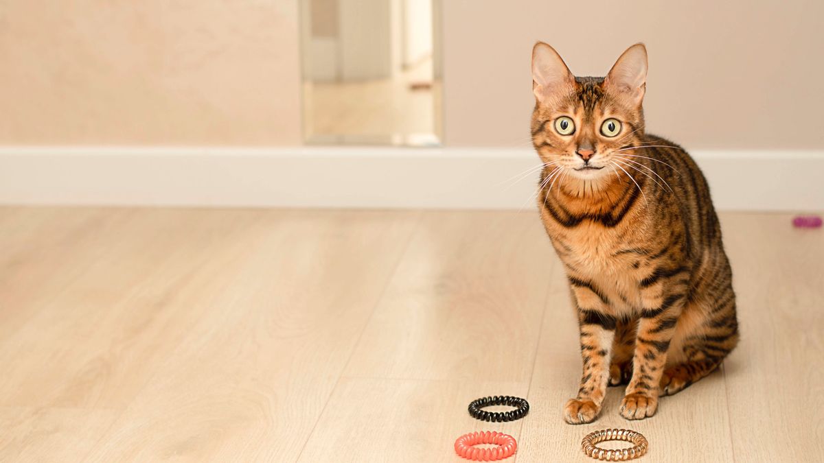 32 ways to kitten proof your home | PetsRadar