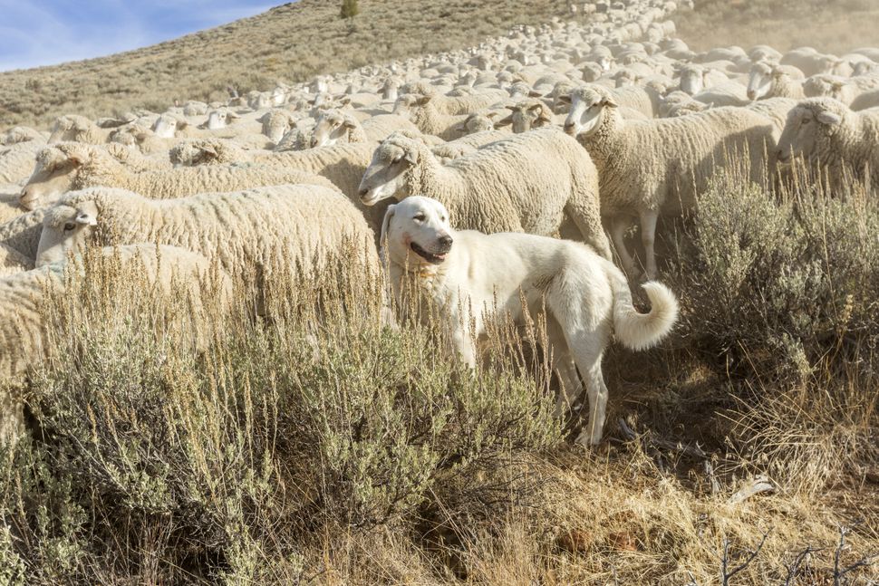 14 livestock guardian dogs that live to protect | PetsRadar