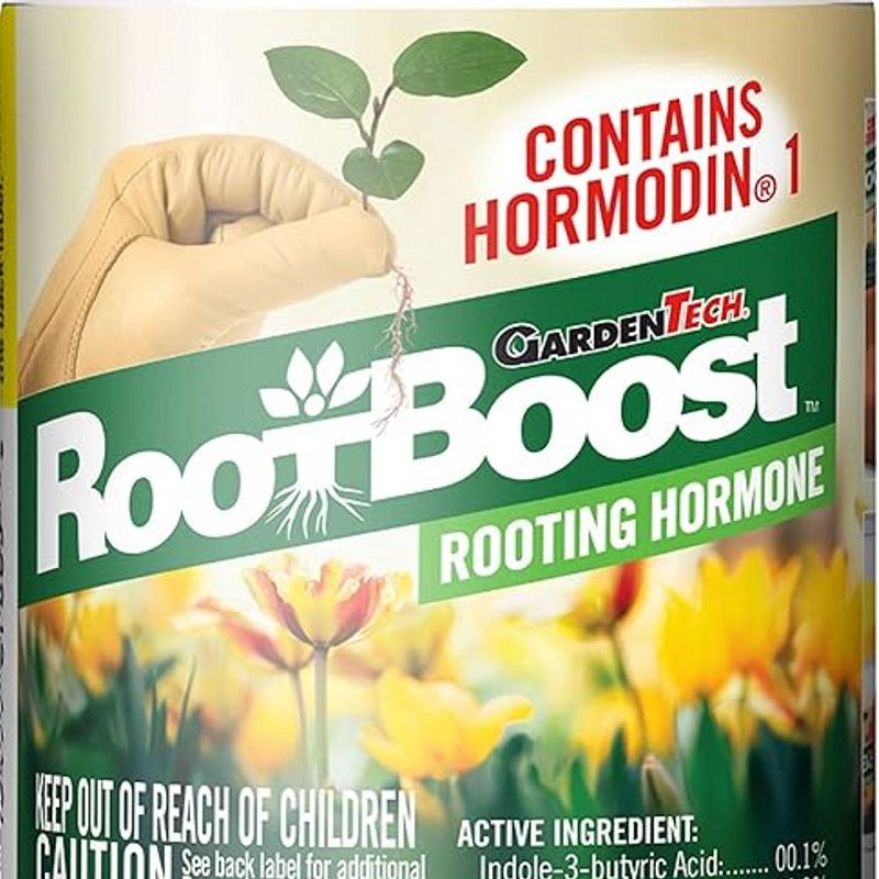 How to root rose cuttings in water: An expert guide | Homes and Gardens