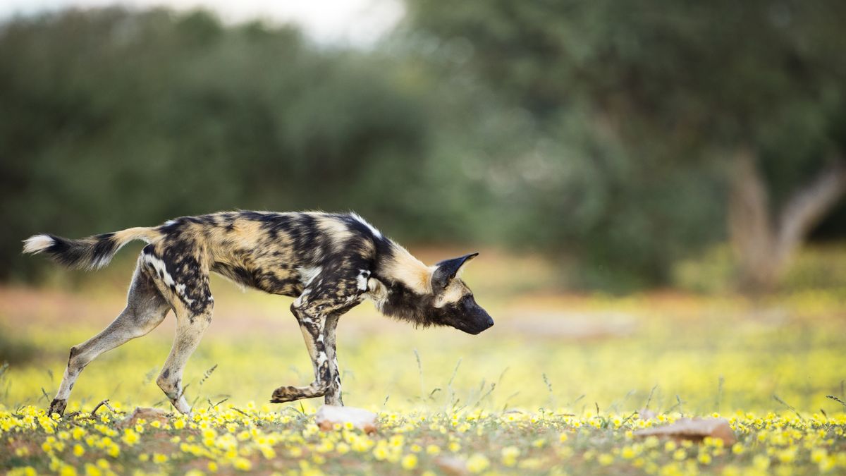 Amazing photographs of African wild dogs star in new conservation book ...