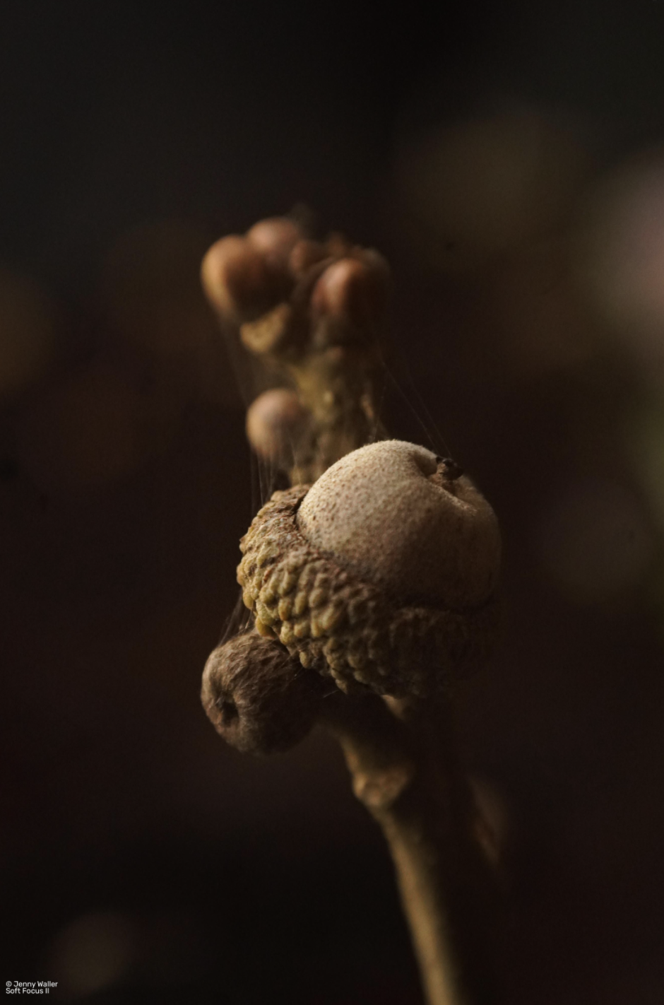 Shoot otherworldly photographs with the new Lensbaby Soft Focus II ...