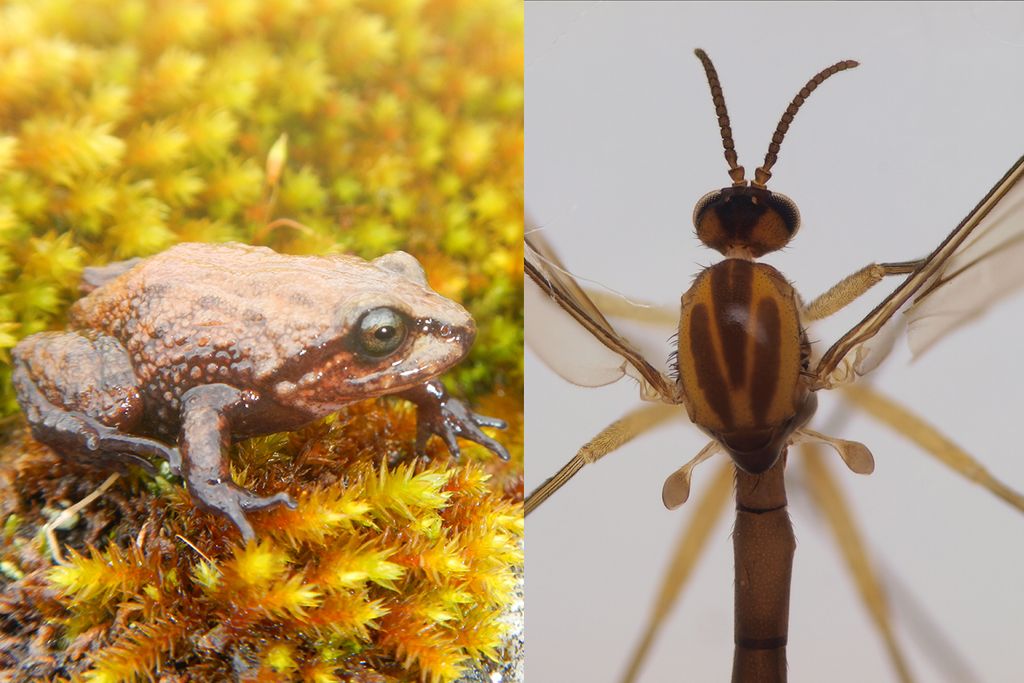 New Species! Tiny Frog and Fungus Gnat Get Celebrity Names | Live Science