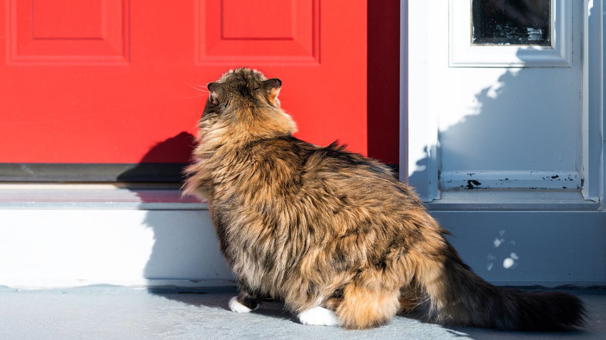 32 funny things cats do | PetsRadar