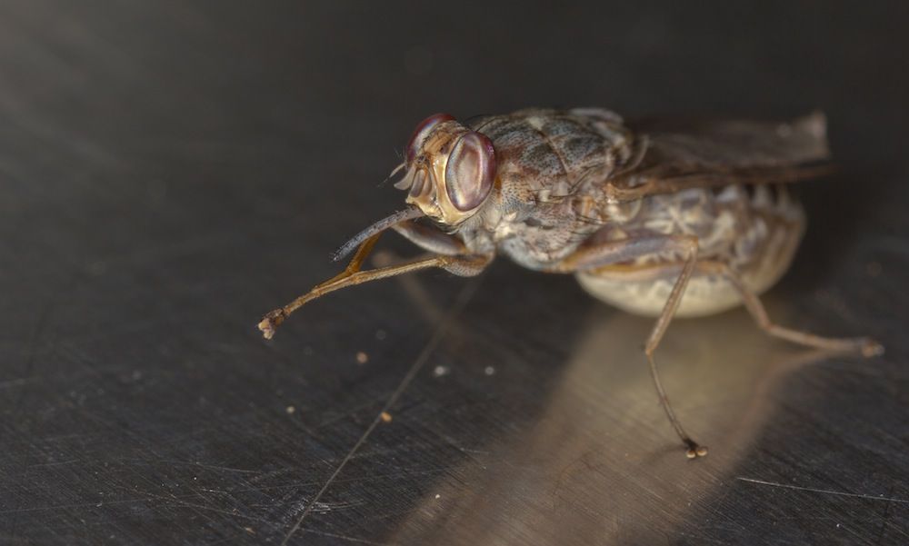 Photos: Portraits of the Blood-Sucking Tsetse Fly | Live Science