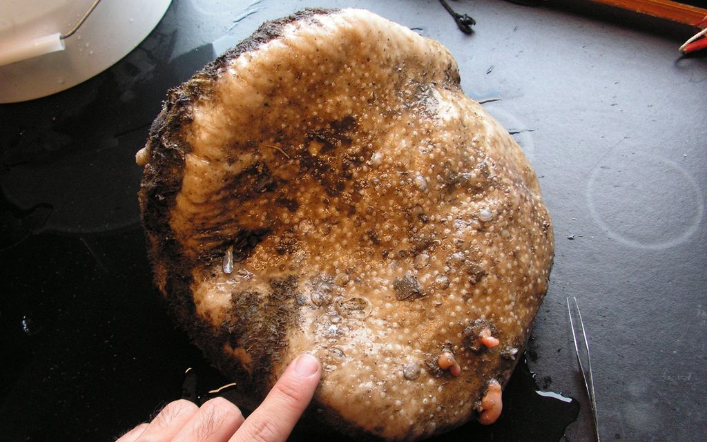 Traces of Earth's Oldest Animals Possibly Found | Live Science