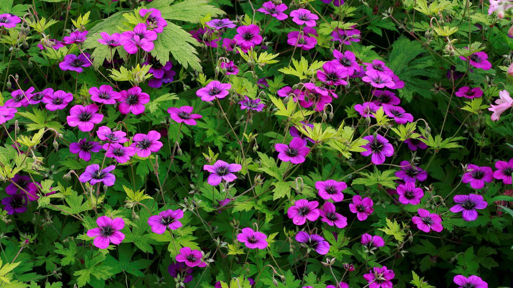 How to keep geraniums blooming: 5 expert tips | Homes and Gardens