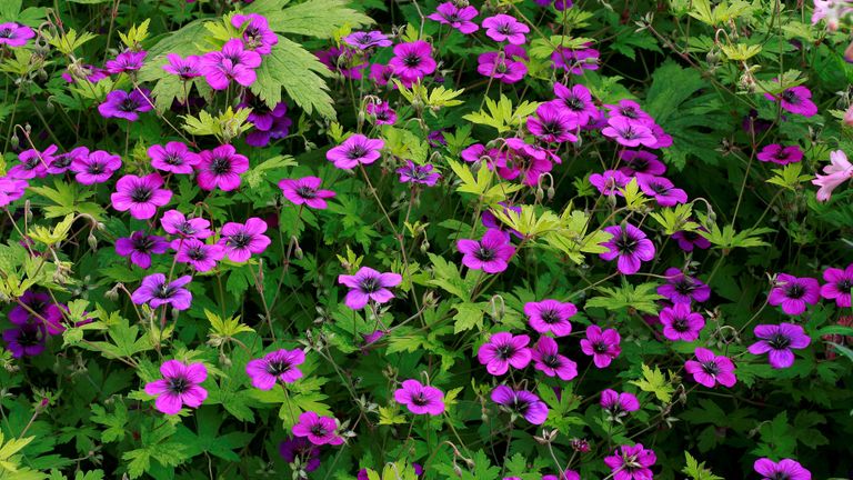 How to keep geraniums blooming: 5 expert tips | Homes and Gardens