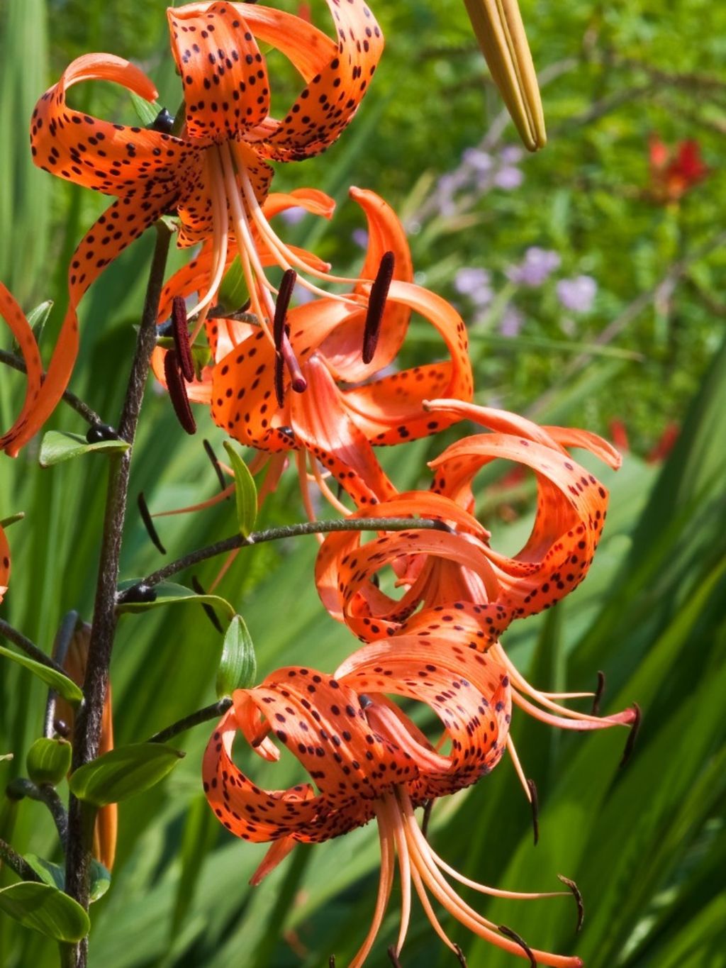 Turk's Cap Lily Care - Tips For Growing Turk's Cap Lilies | Gardening ...