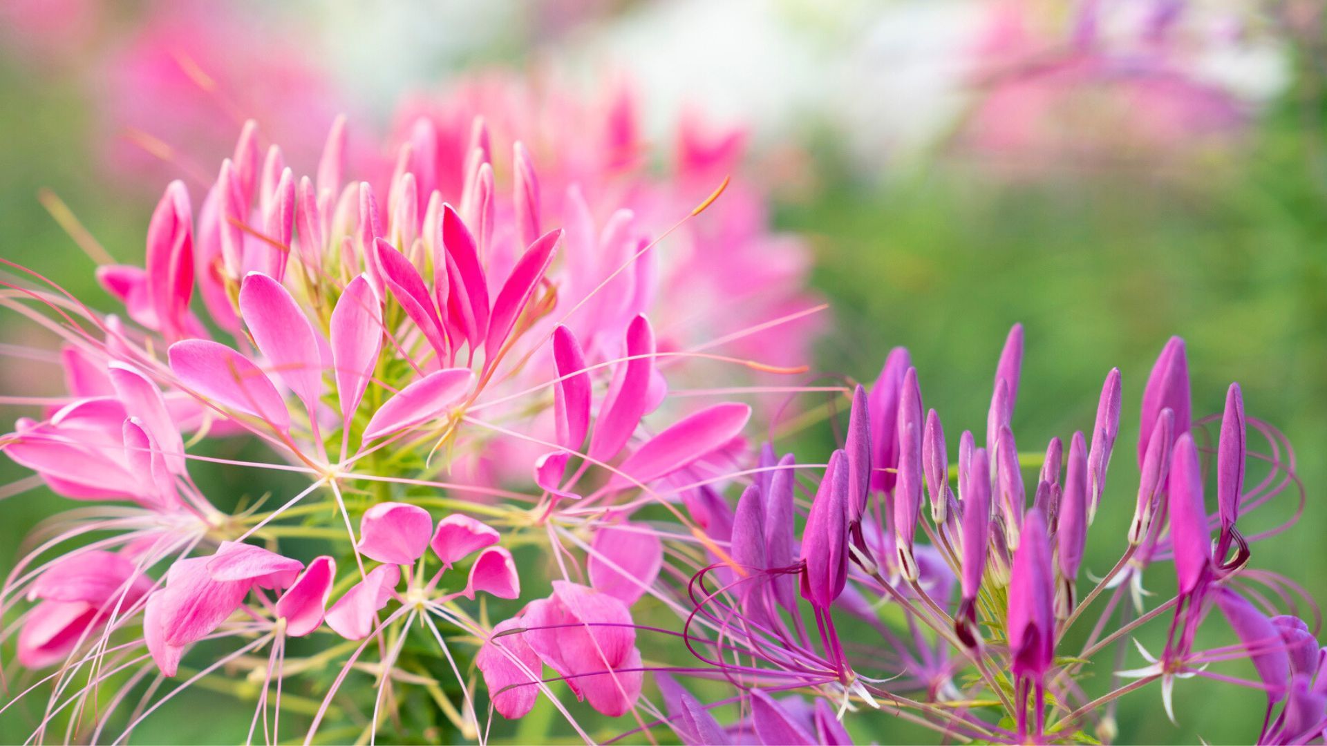 Growing Cleomes: Planting Cleome Spider Flower In Your Garden ...