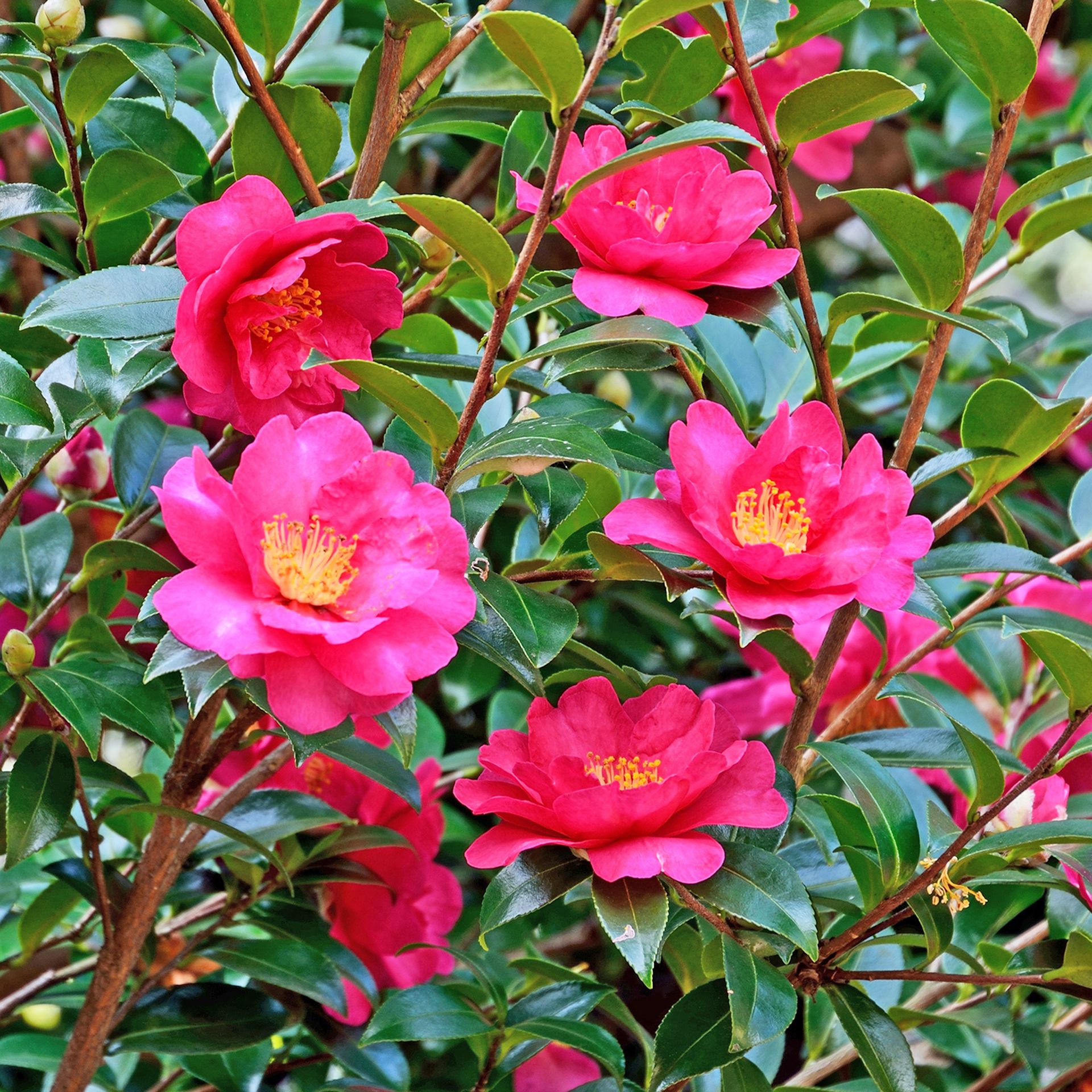 Tips & Information about Shrubs | Gardening Know How