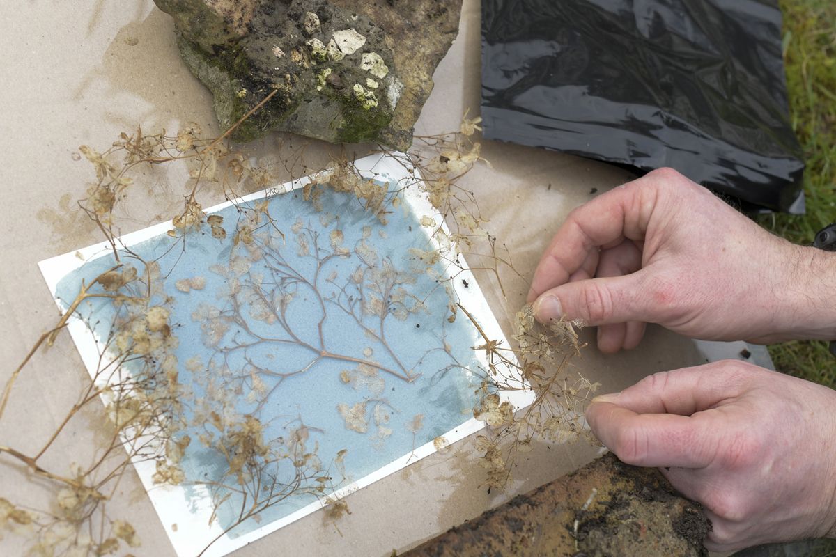 Craft your own cyanotypes at home with this quick and easy setup ...