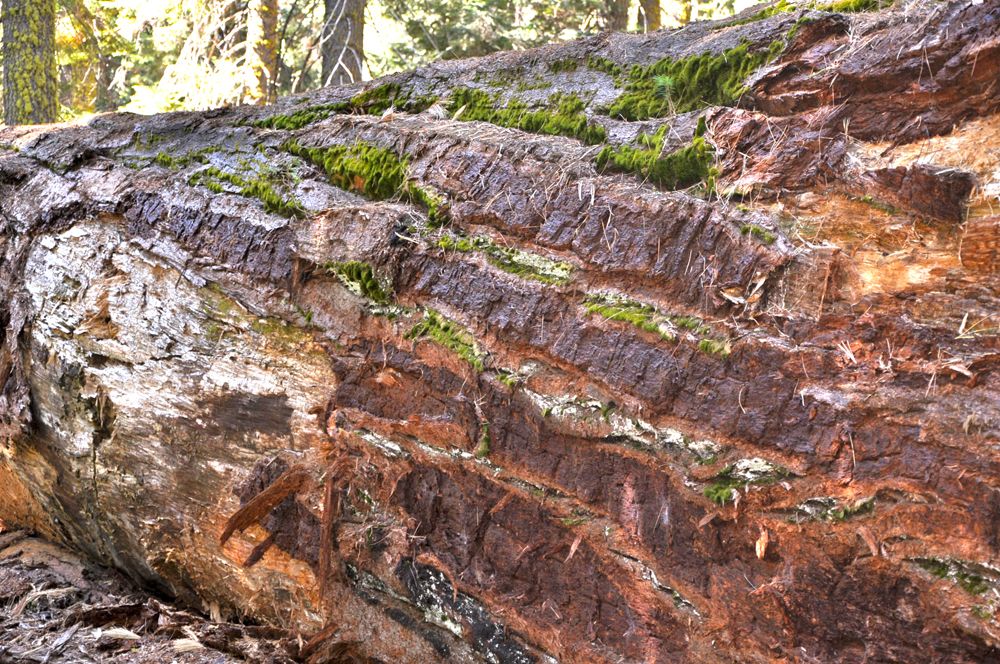 Nature's Giants: Photos of the Tallest Trees on Earth: Page 2 | Live ...