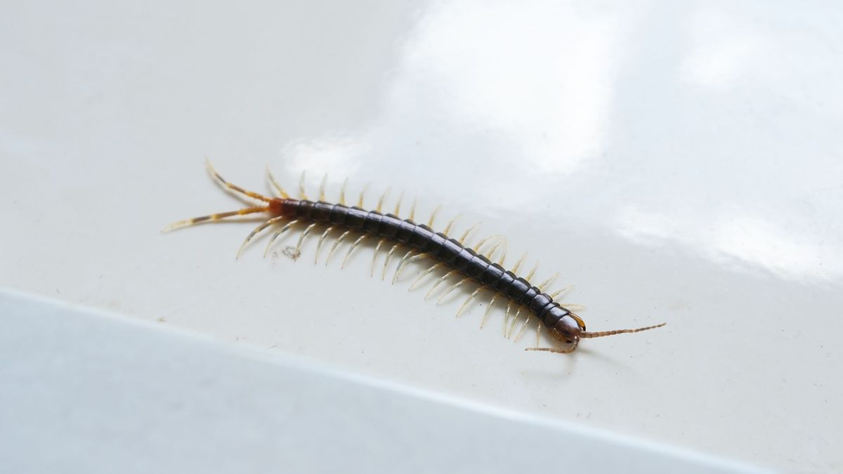 Centipedes in your home are a warning sign — here's how to stop them ...