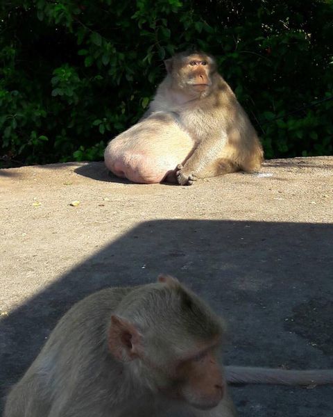 In Photos: Obese Macaque Gorges on Human Junk Food | Live Science