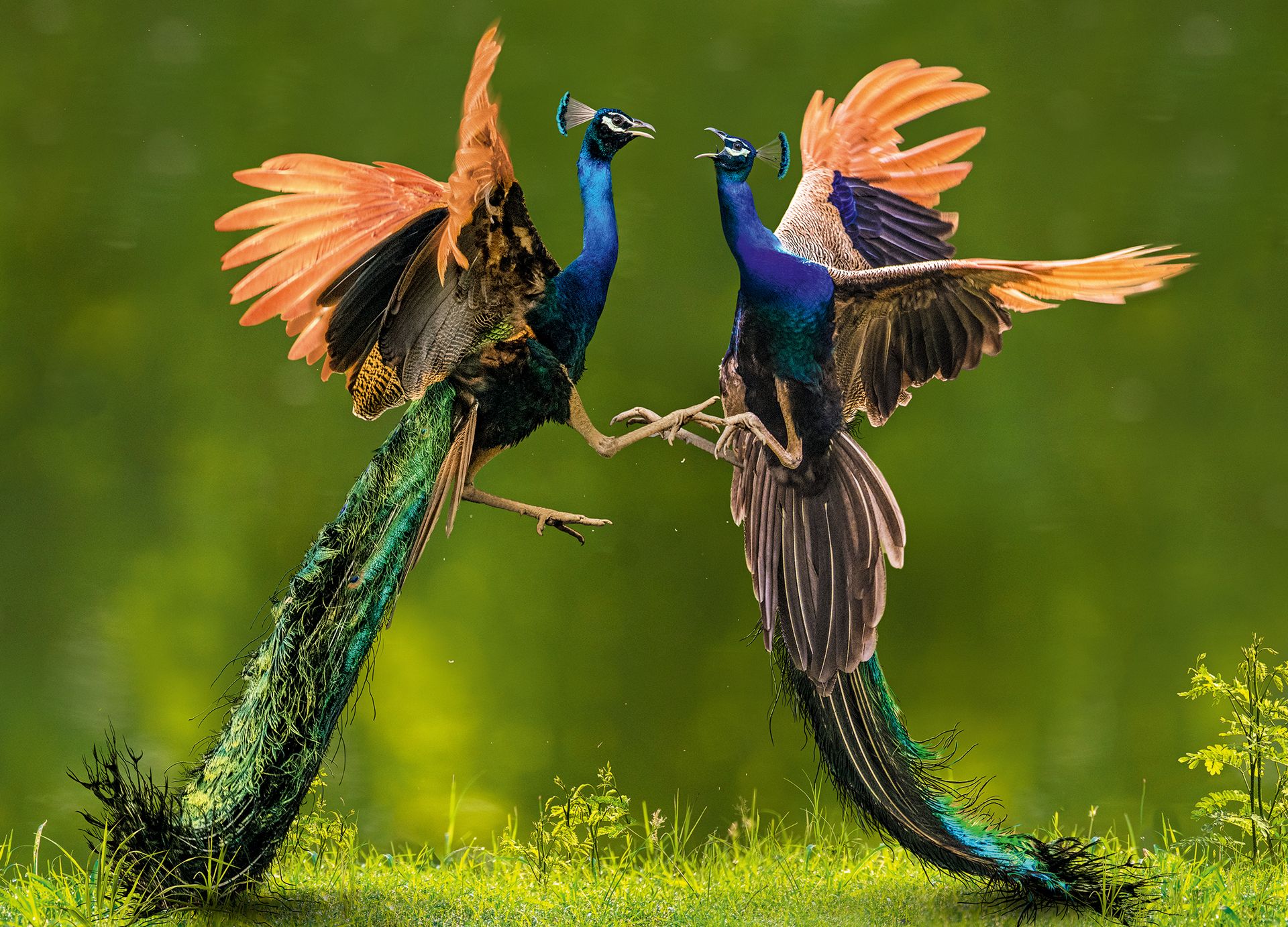 Peacocks: Everything you need to know about 'the limousine of the avian ...
