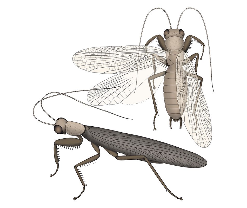 Eat, Pray, Fossilize? Praying Mantis Fossil Is 110 Million Years Old ...