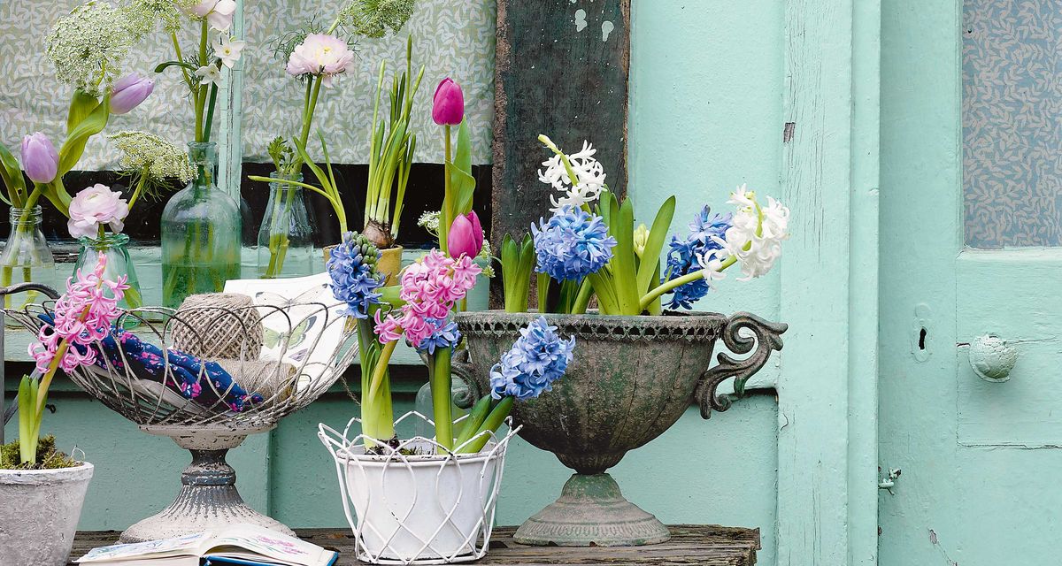 Best flowers to plant for Spring – when to plant tulips, daffodils and ...