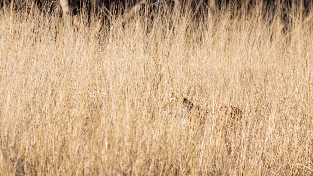 Camouflaged animals are hiding in every one of these photos — can you ...