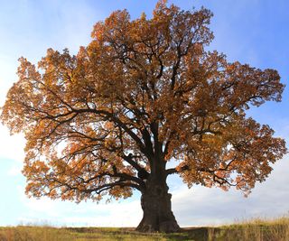 Birth Month Trees: Find All 12 and Their Special Meanings | Gardening ...