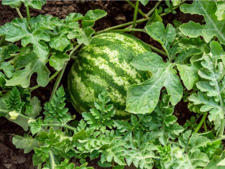 Tips & Information about Watermelons | Gardening Know How