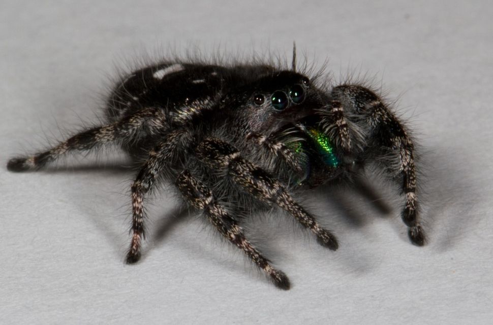 Jeepers, Peepers: Why Spiders Have So Many Eyes | Live Science