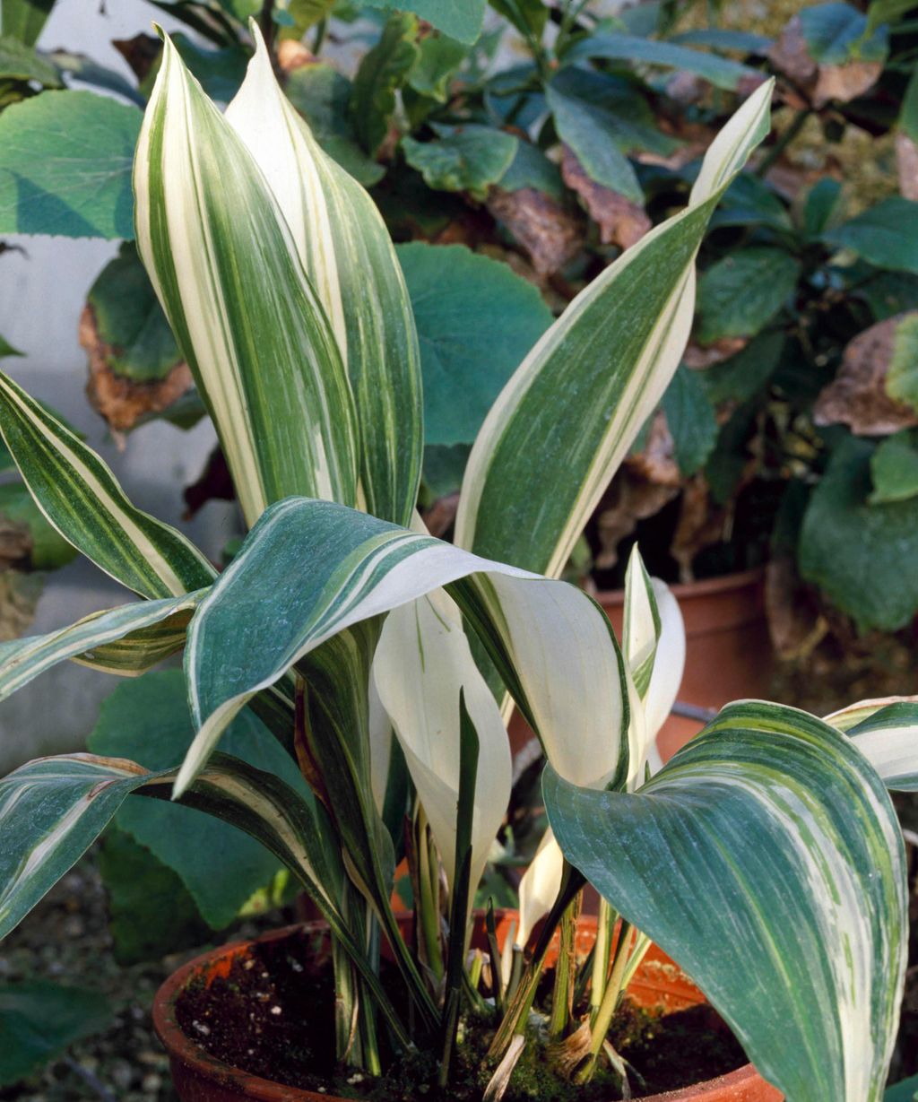 Aspidistra care and growing guide: our top expert tips | Gardeningetc