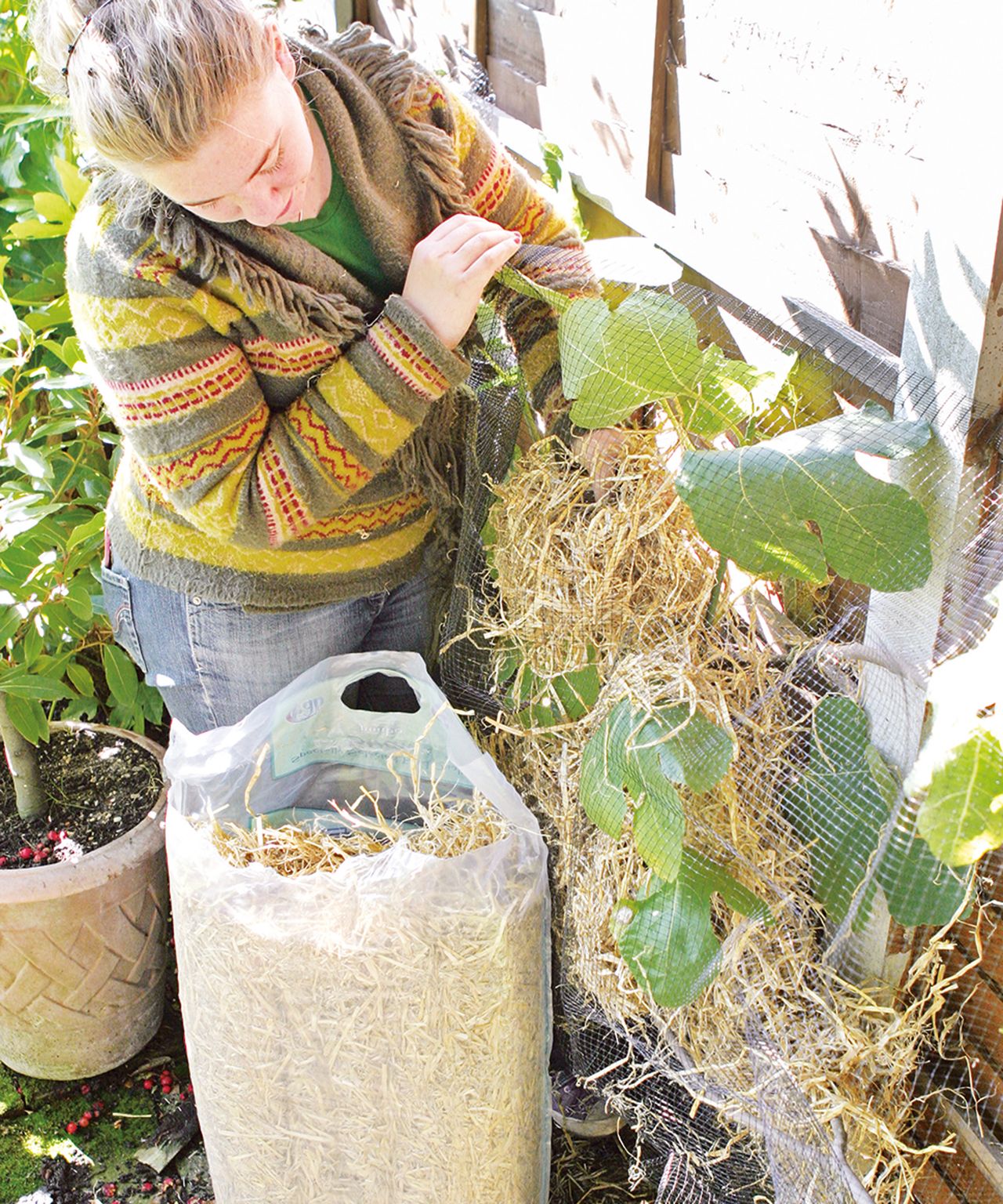 How to grow figs: expert tips on planting, growing and harvesting ...