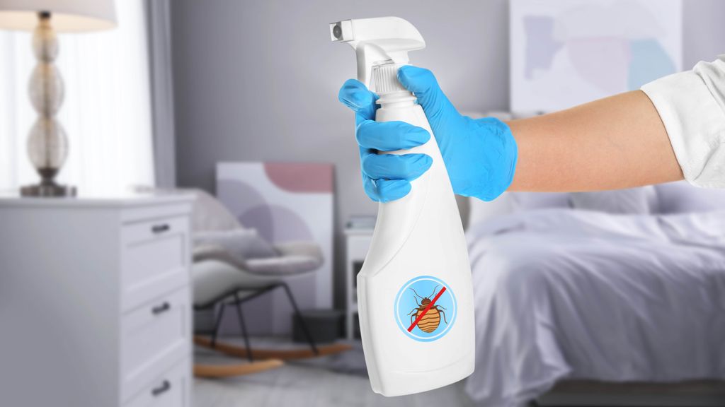 9 ways to get rid of carpet beetles with or without chemicals | Tom's Guide