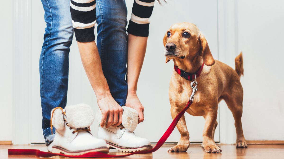 32 tips for busy dog owners | PetsRadar