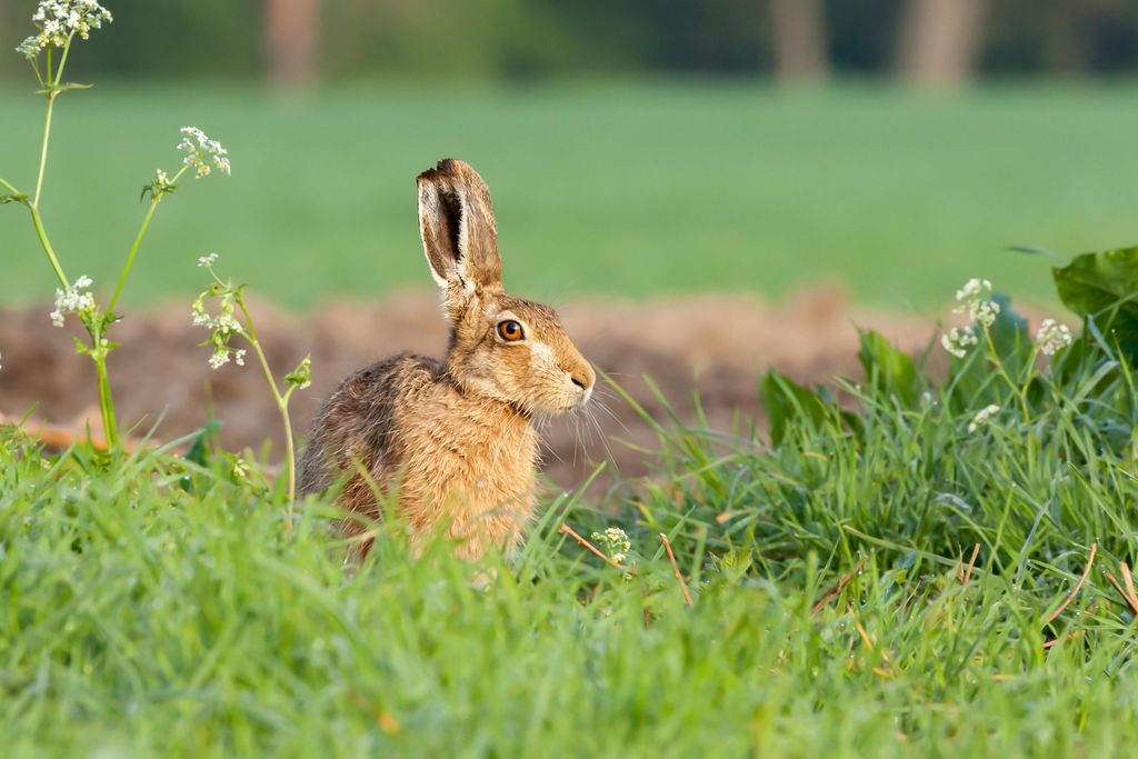 9 fascinating facts about hares | Country Life