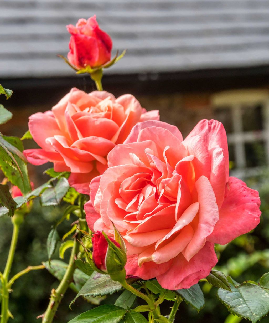 Rose-growing secrets from Buckingham Palace rose garden | Gardeningetc