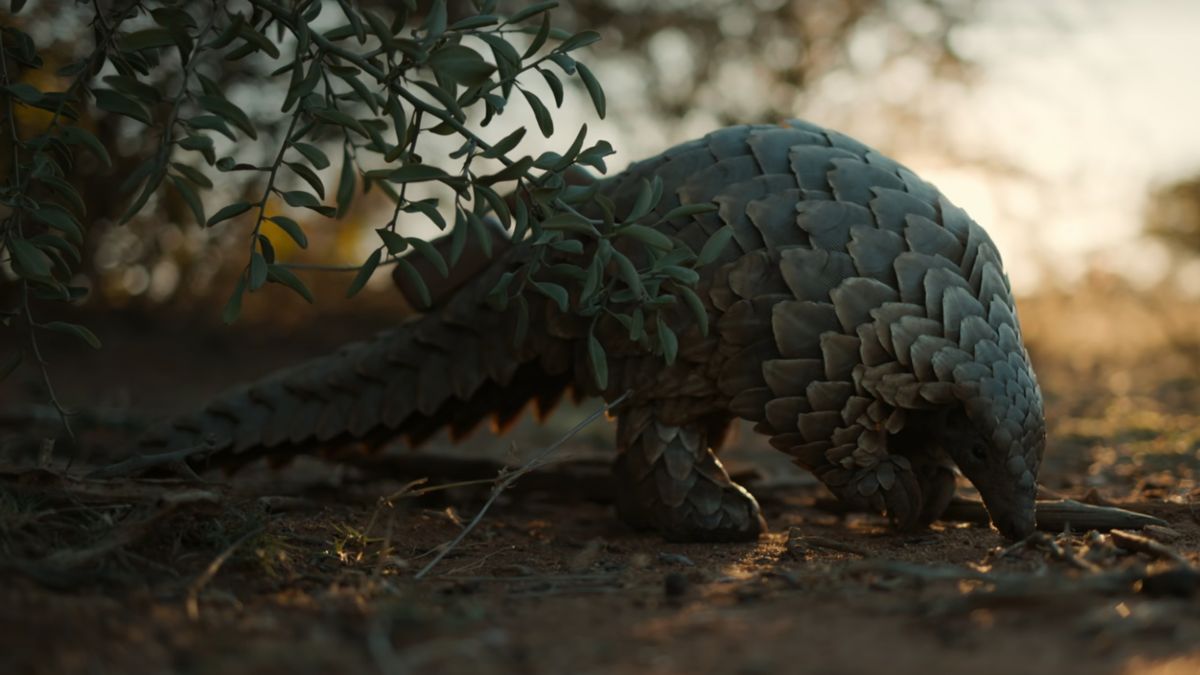 I Expected A Nature Documentary From Netflix’s Pangolin: Kulu’s Journey ...