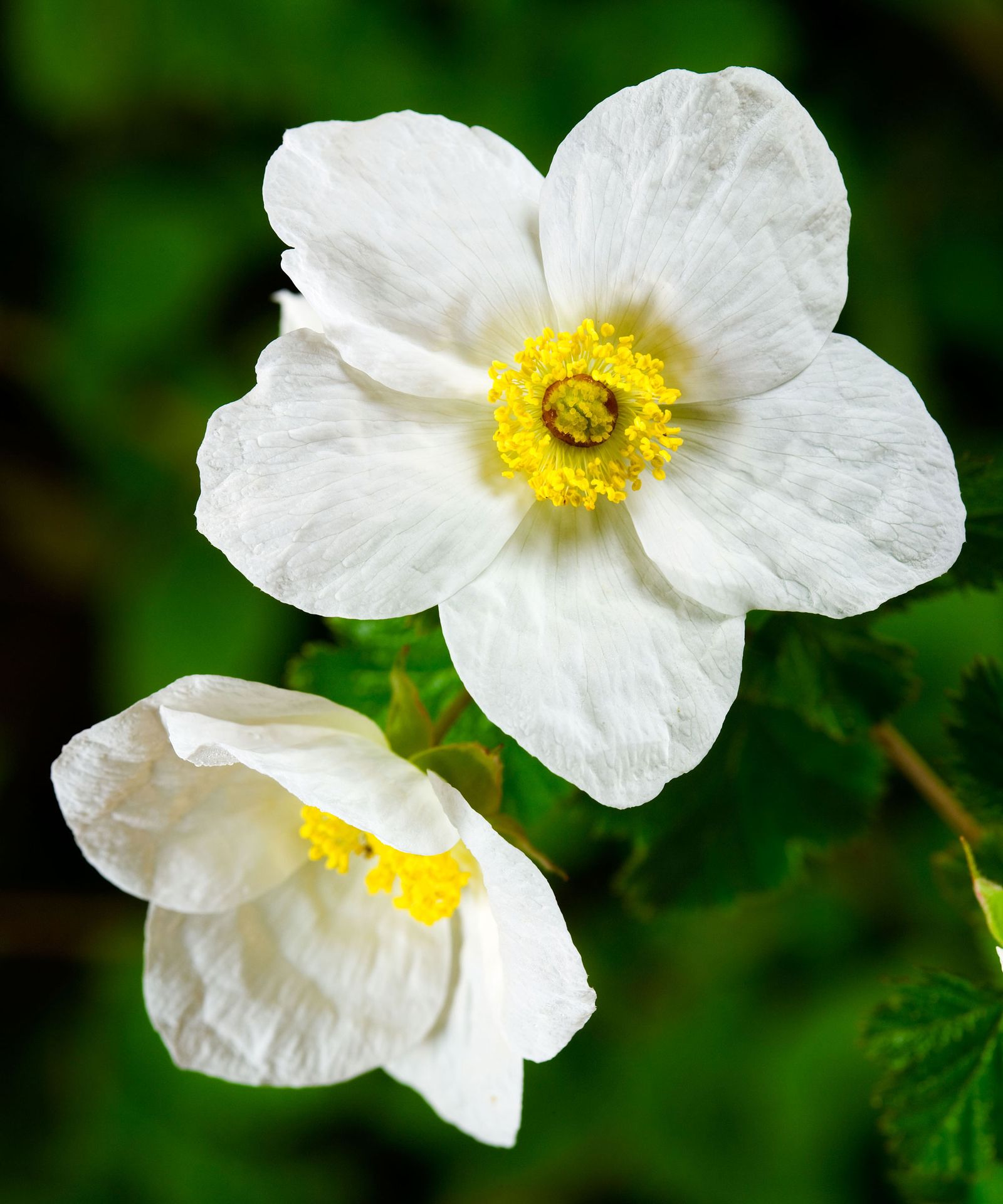 Best brambles: top picks for fruit, flowers and wildlife | Homes and ...