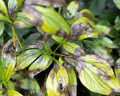 Peony Diseases: Common Problems & How To Treat Them | Gardening Know How