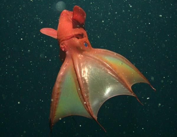 In photos: Spooky deep-sea creatures | Live Science