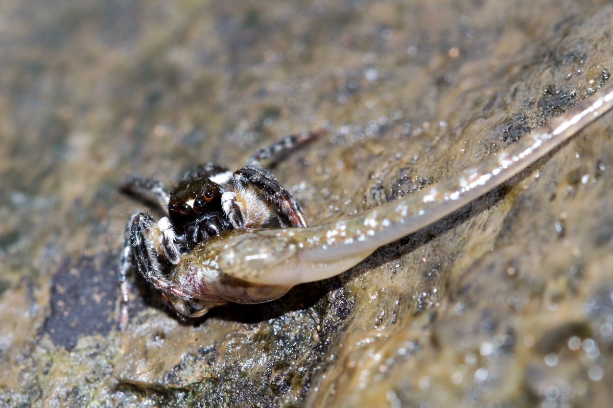 Jumping Spider Eating Tadpole (Photos) | Live Science