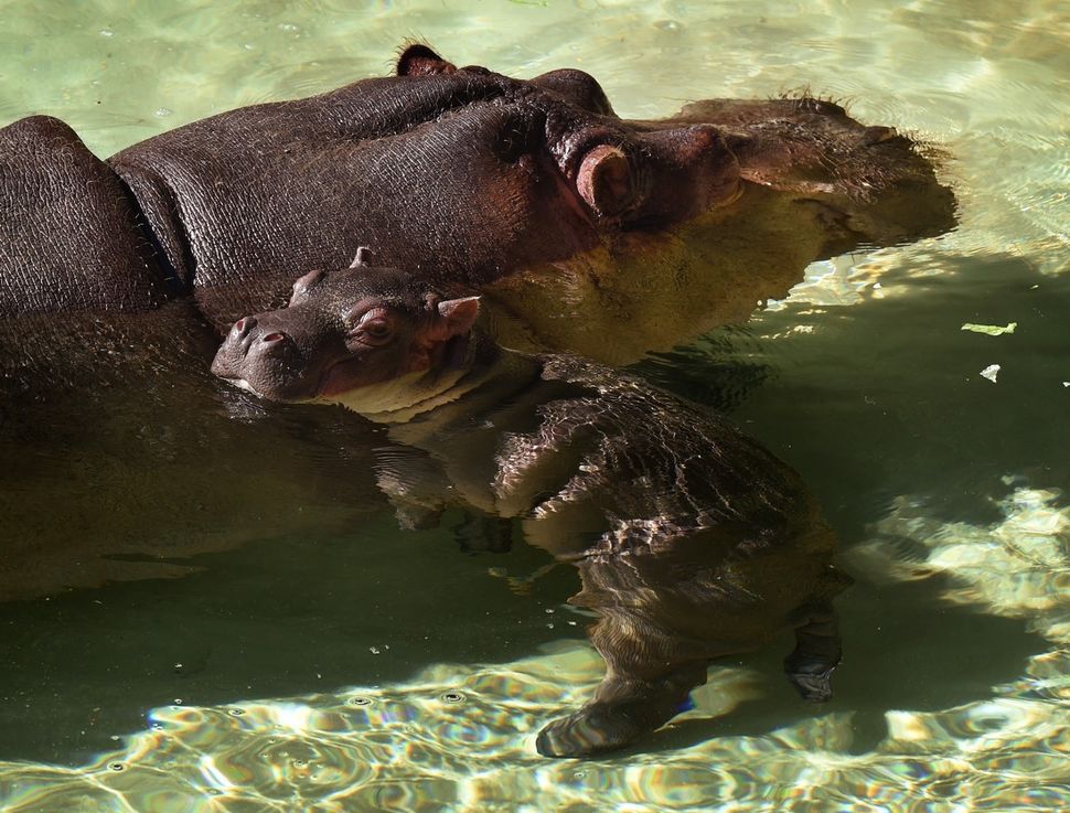 10 Times Humans Were Morons Around Animals in 2018 | Live Science