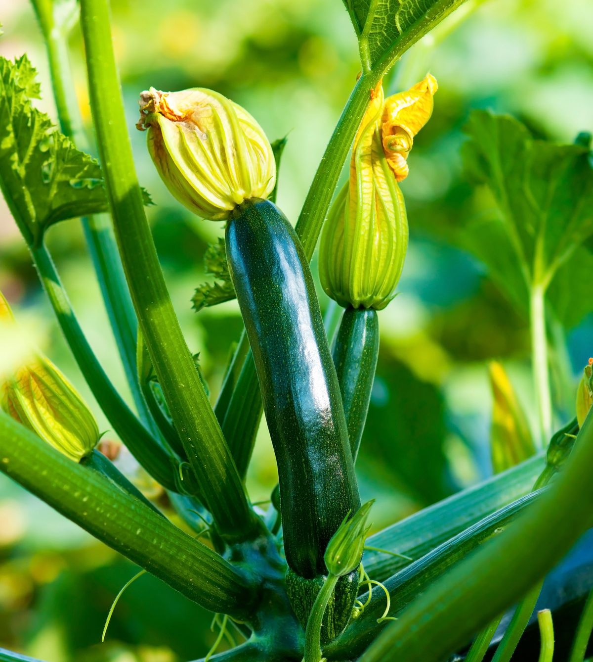 Grow your own courgettes: What to plant, when to plant it... and why ...