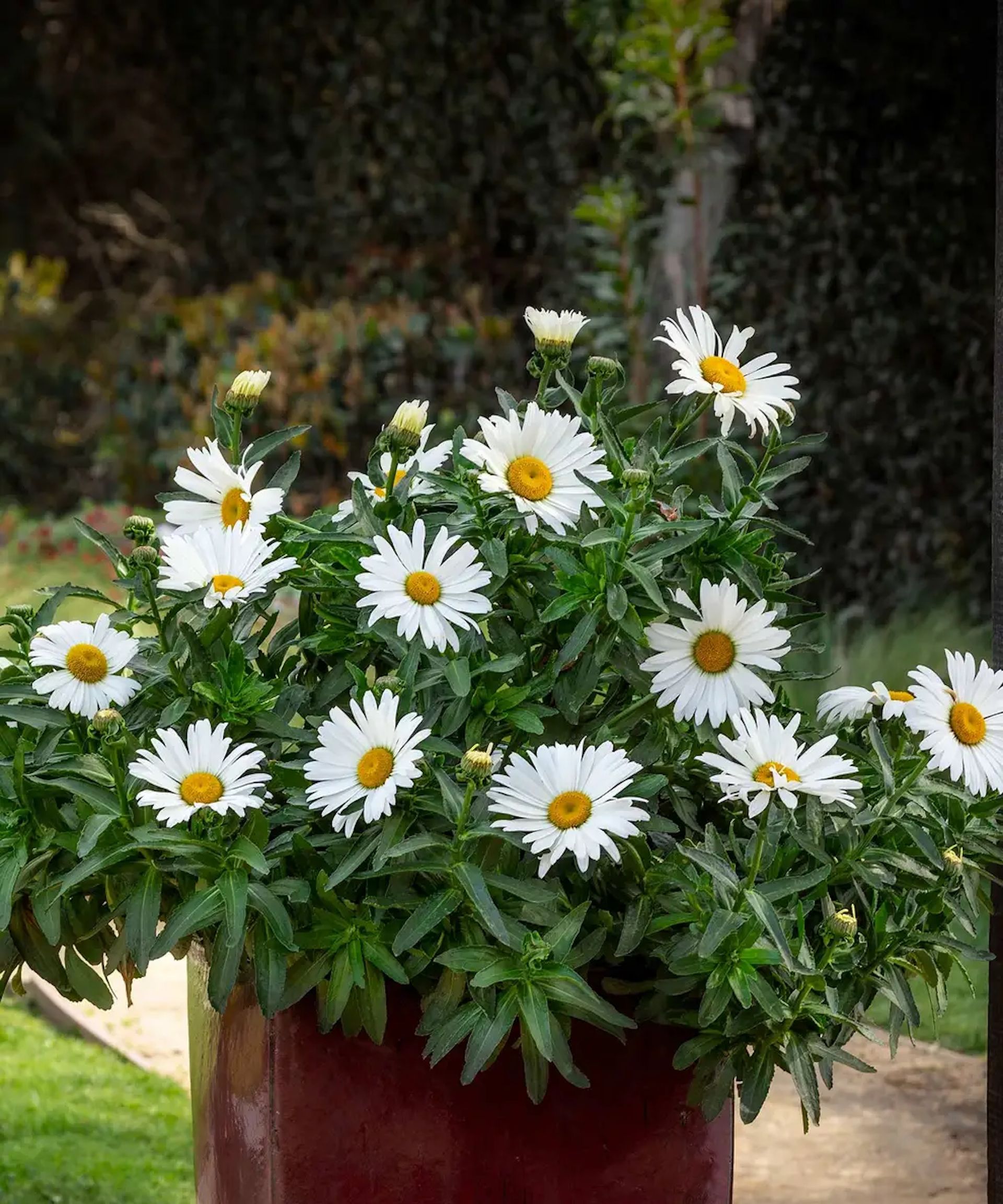 Best Shasta daisies: 10 varieties to add cheer to a yard | Homes and ...